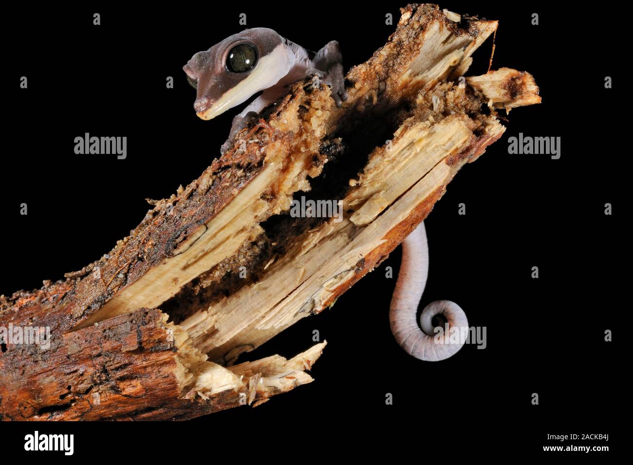 Cat gecko (Aeluroscalabotes felinus) on a branch. Photographed in ...