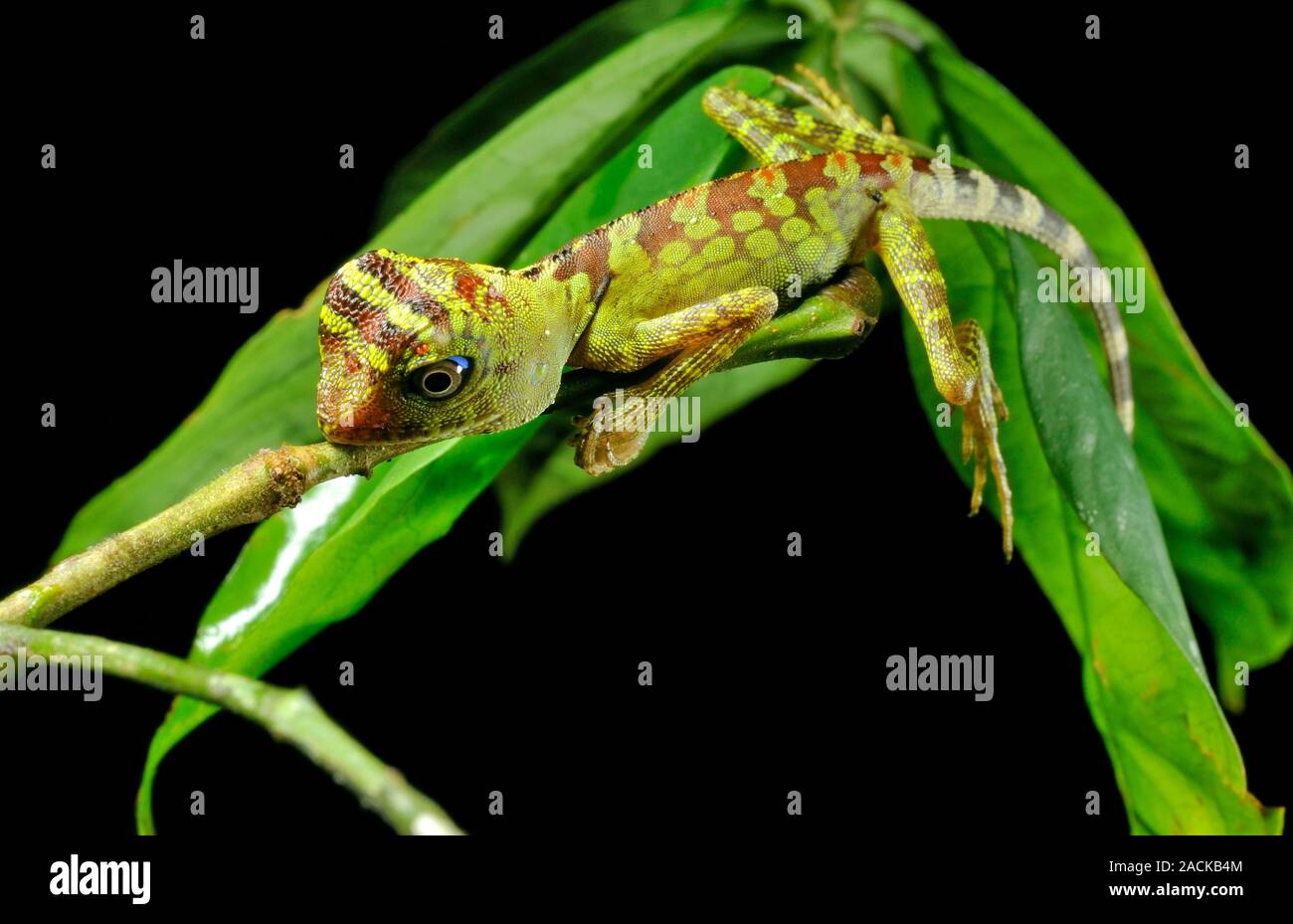 Borneo forest dragon lizard (Gonocephalus borneensis) on a leaf. This ...