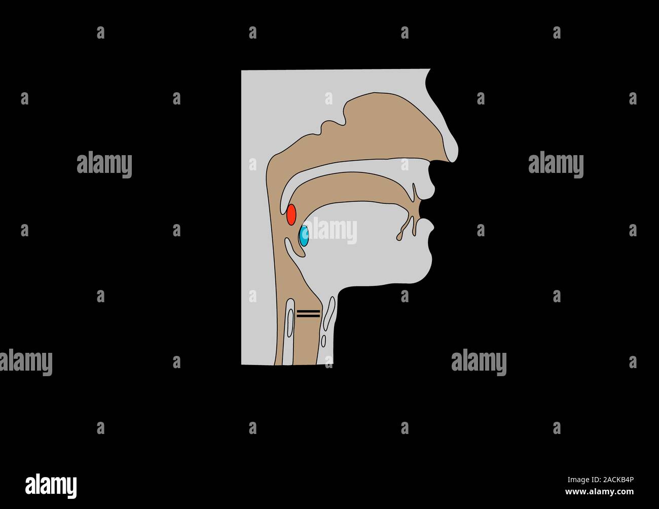 Upper respiratory tract. Artwork showing a section through the human ...