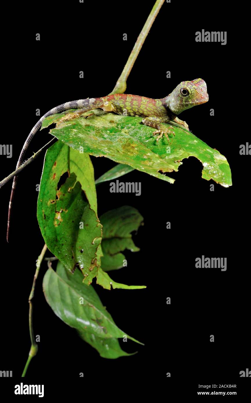 Borneo forest dragon lizard (Gonocephalus borneensis) on a leaf. This ...