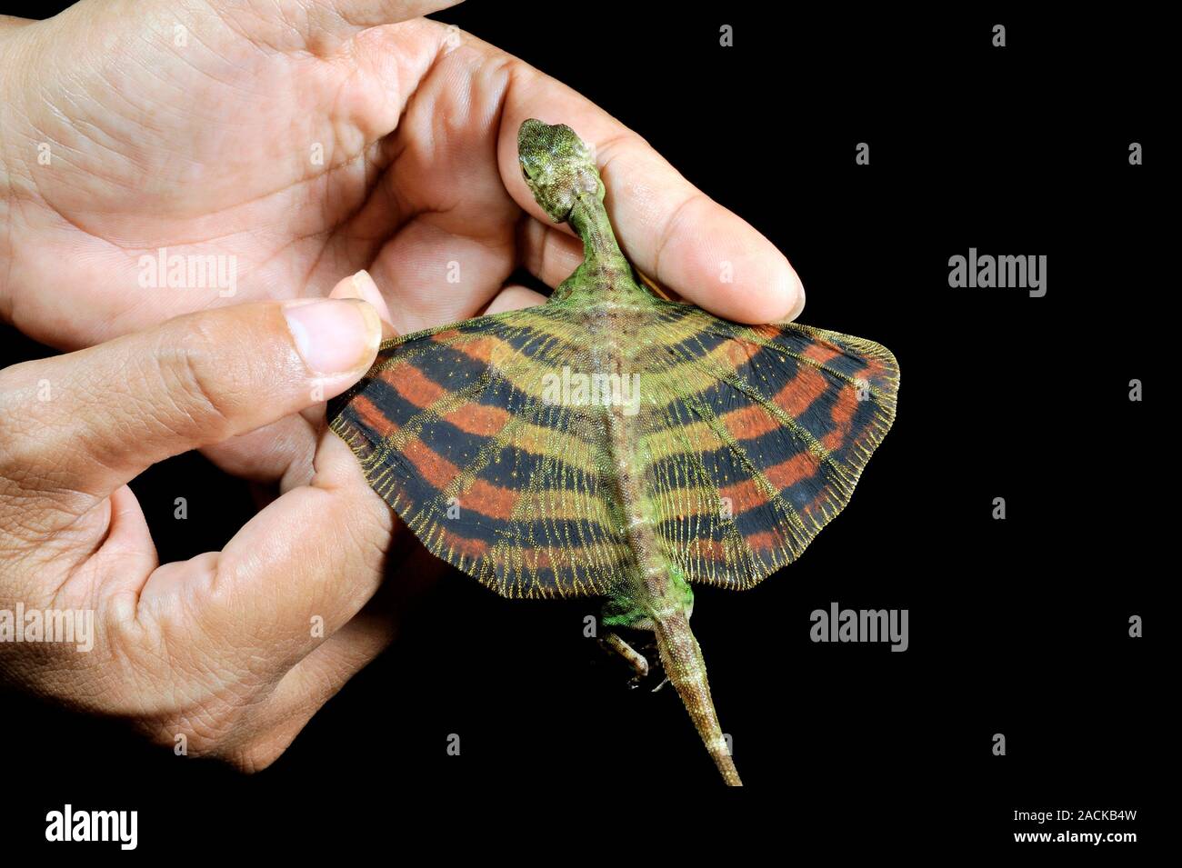 Draco flying lizard. The folds along its side spread out into webbing ...