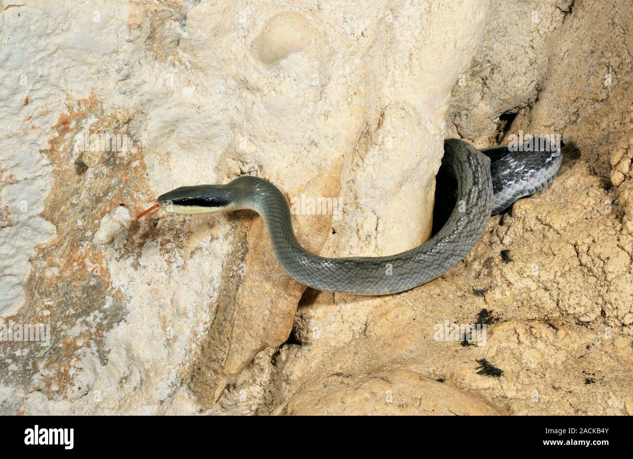 Cave-dwelling rat snake (Orthriophis taeniurus ridleyi). Also called ...