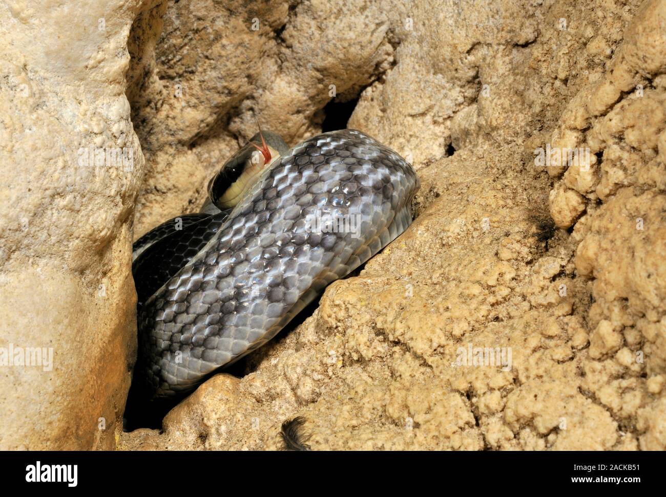 Cave-dwelling rat snake (Orthriophis taeniurus ridleyi). Also called ...