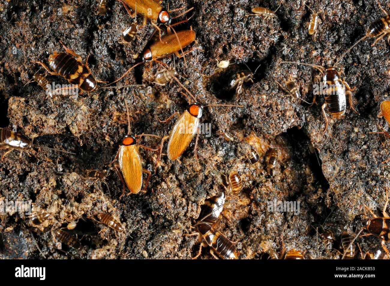 Cave cockroaches on bat guano. Golden cave cockroaches (Blattella ...