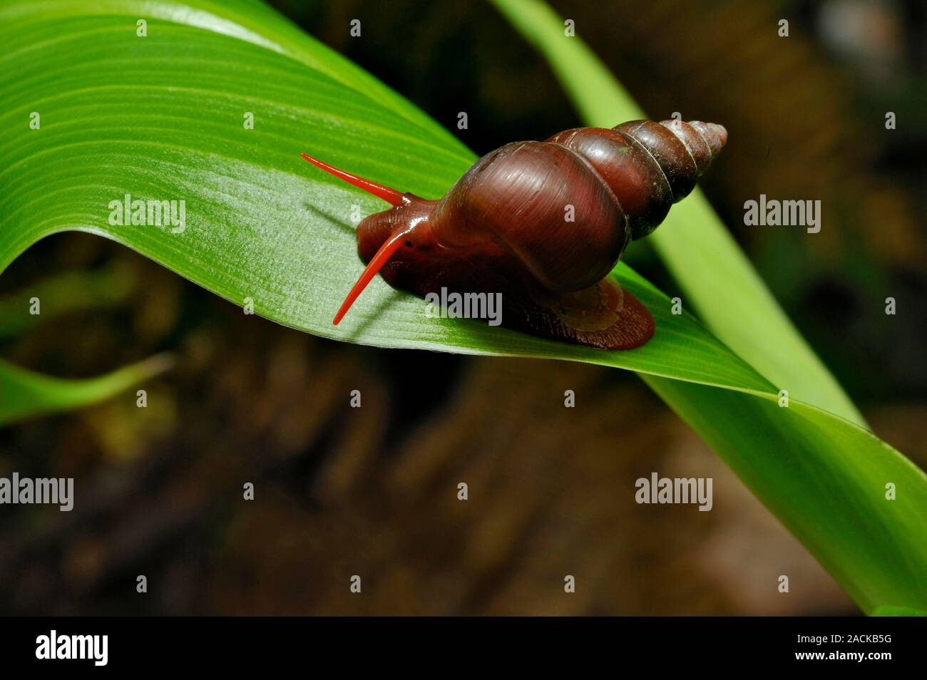 Tropical snail. Photographed in Gunung Mulu National Park, in Sarawak ...