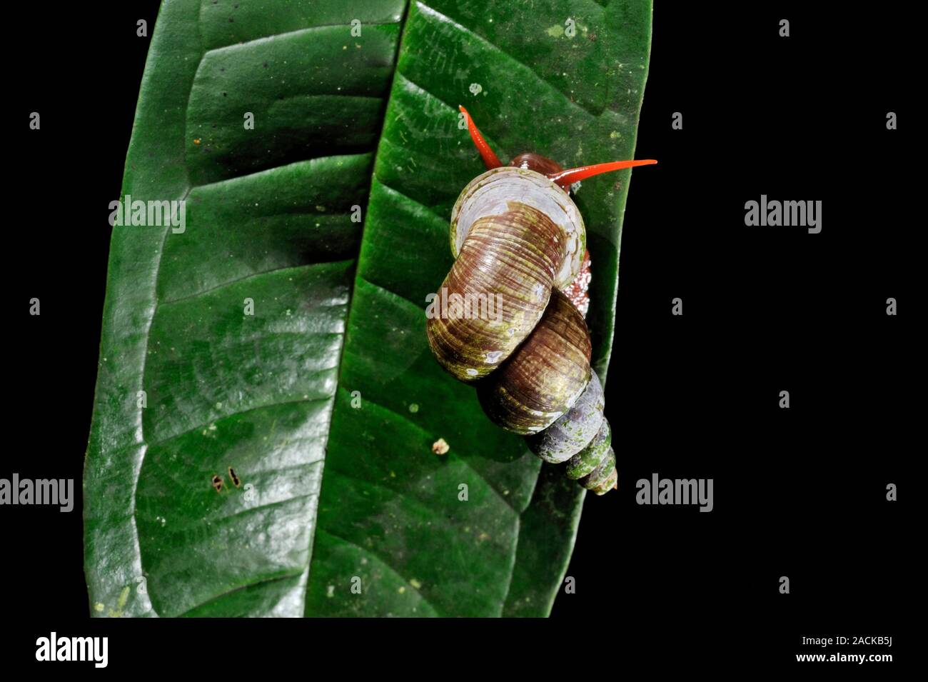 Tropical snail. Photographed in Gunung Mulu National Park, in Sarawak ...