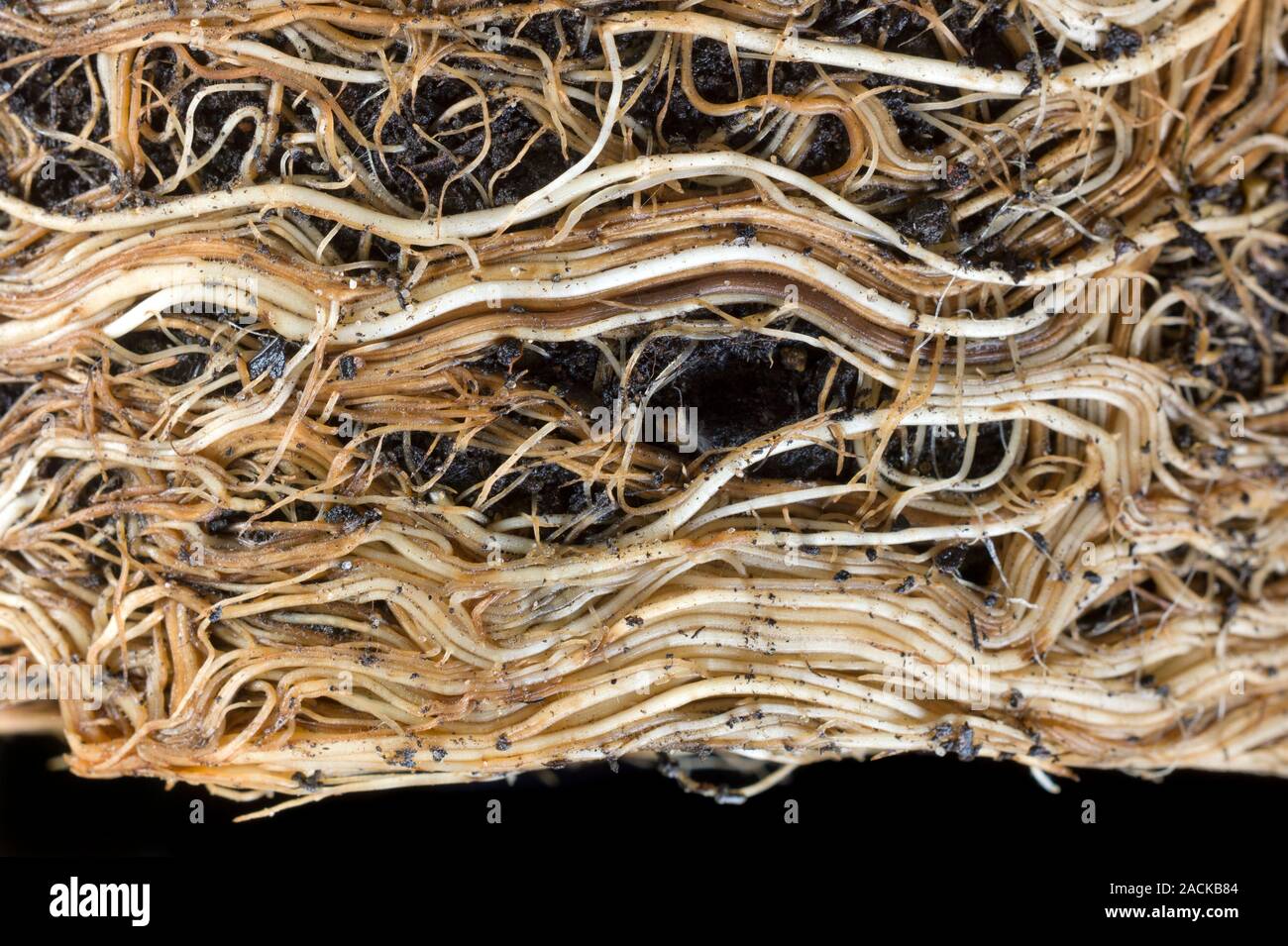 A tangle of roots of a pot-grown plant of Buddleja globosa, the Orange ...