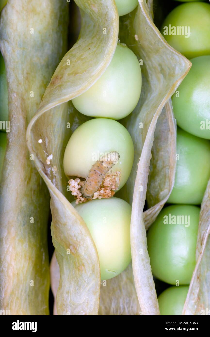 Pods of a garden pea, Pisum sativum, showing damage due to the presence ...