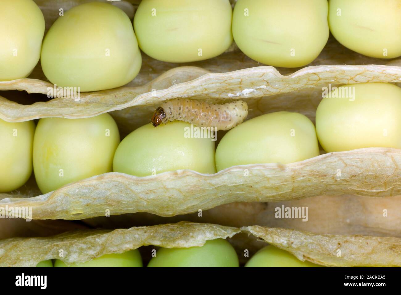 Maturing pods of a garden pea, Pisum sativum, showing undamaged peas in ...