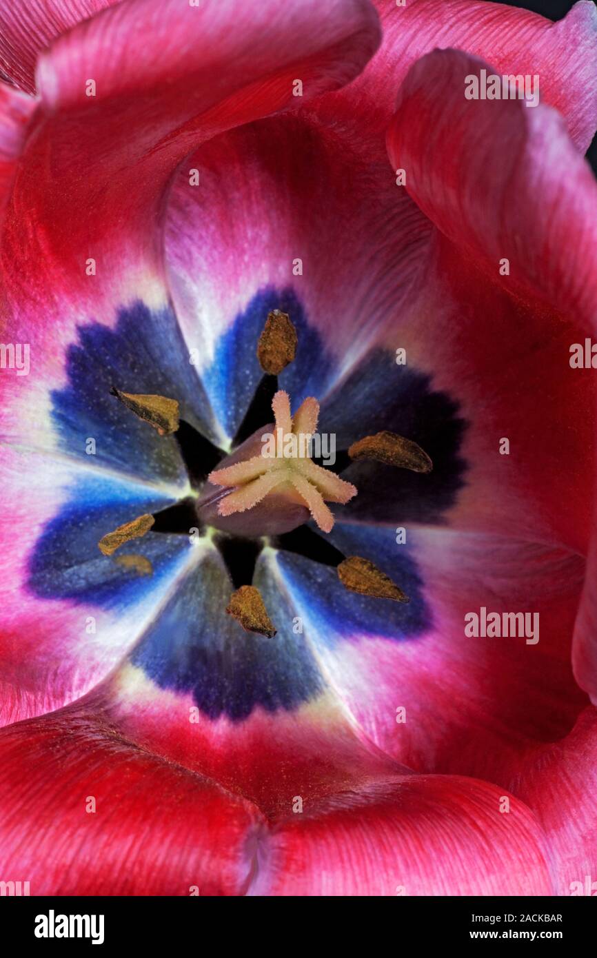 Tulip (Tulipa gesneriana) flowering in Spring, showing the stigma and ...