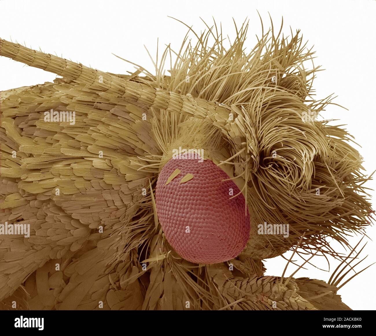 Clothes moth. Coloured scanning electron micrograph (SEM) of the head ... Clothes moth. Coloured scanning electron micrograph (SEM) of the head ...