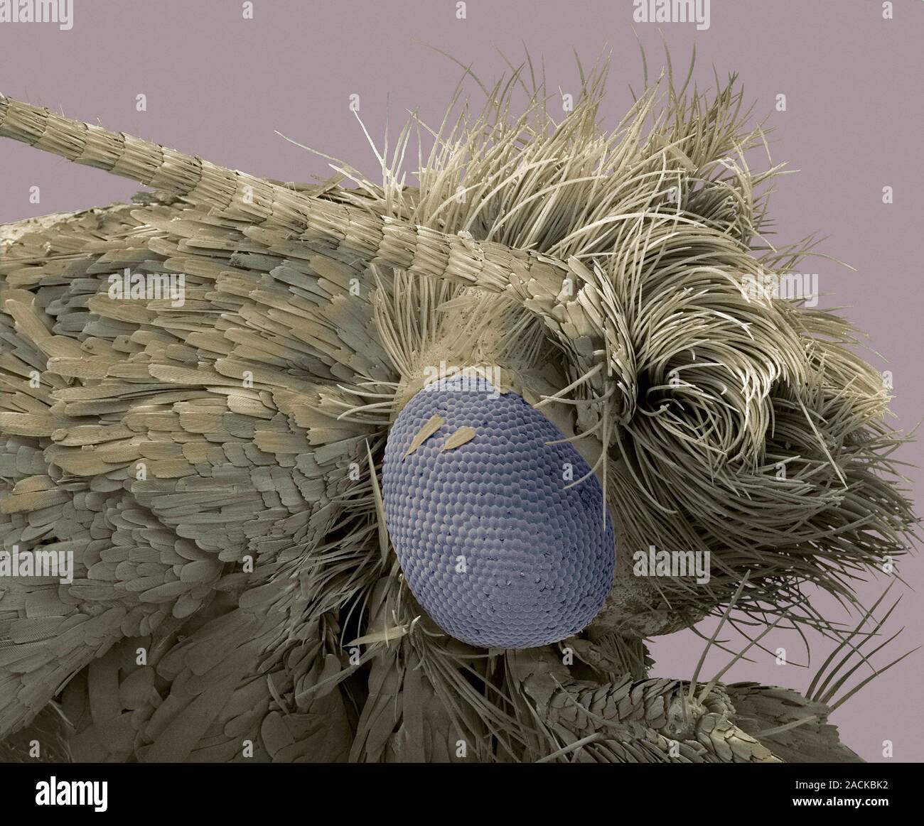 Clothes moth. Coloured scanning electron micrograph (SEM) of the head ... Clothes moth. Coloured scanning electron micrograph (SEM) of the head ...