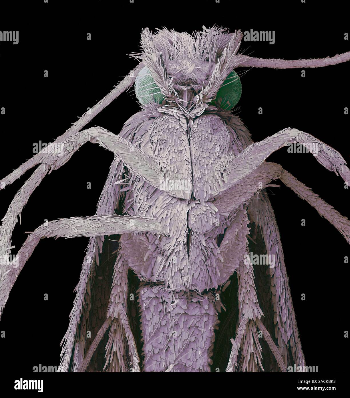 Clothes moth. Coloured scanning electron micrograph (SEM) of the ... Clothes moth. Coloured scanning electron micrograph (SEM) of the ...