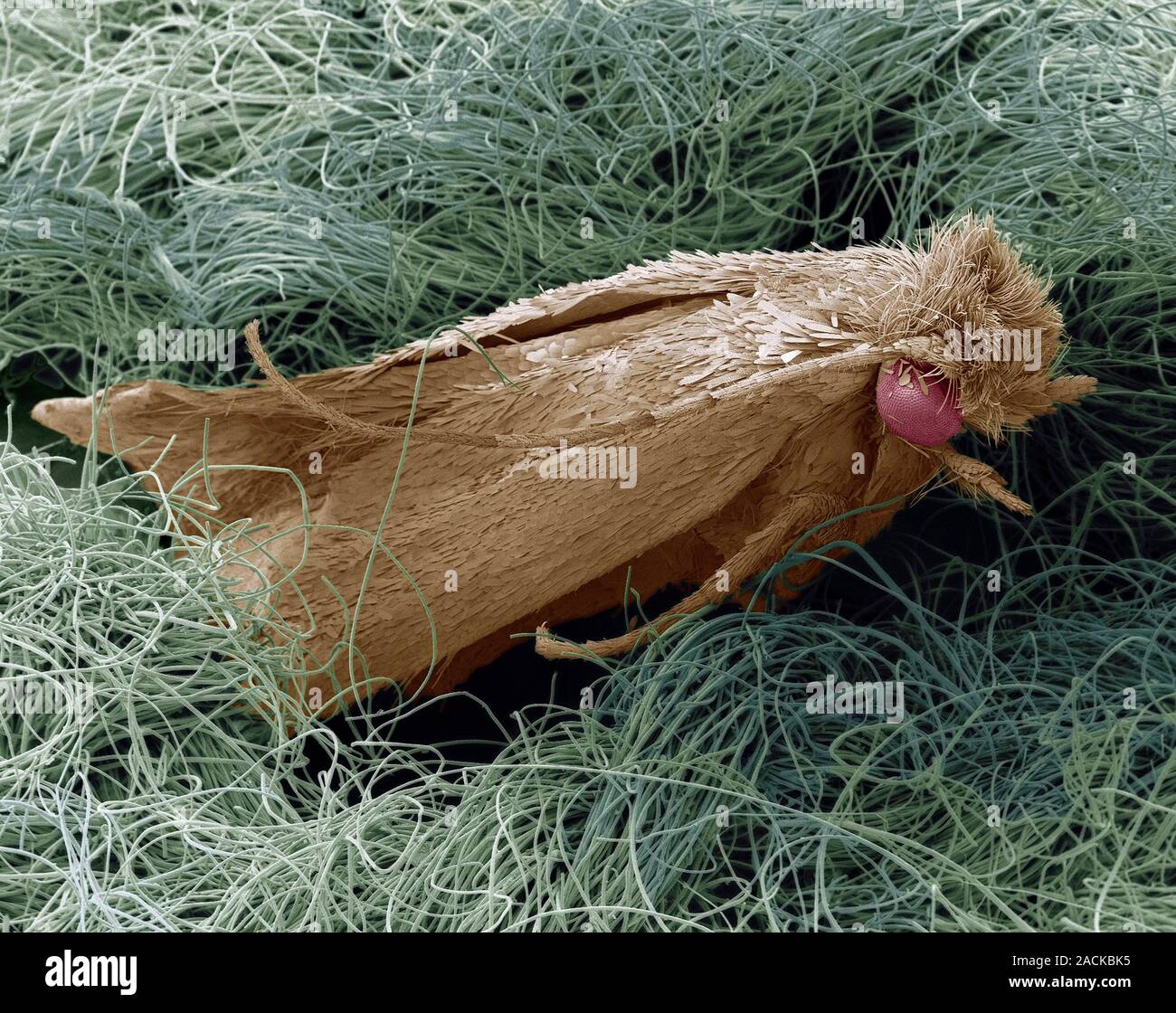 Clothes moth. Coloured scanning electron micrograph (SEM) of a common ...