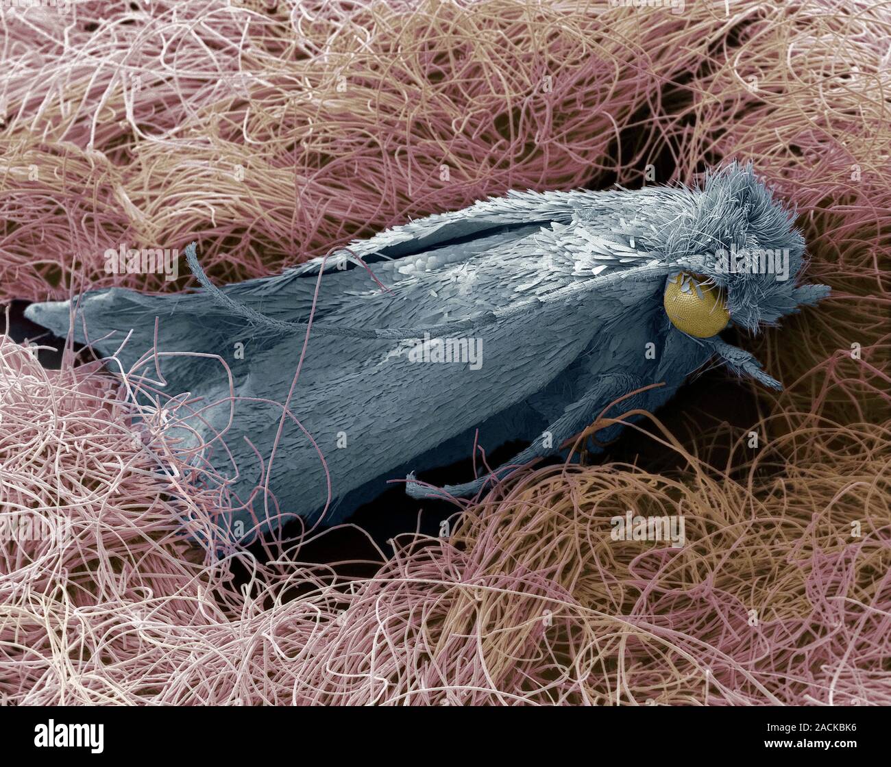 Clothes moth. Coloured scanning electron micrograph (SEM) of a common ... Clothes moth. Coloured scanning electron micrograph (SEM) of a common ...