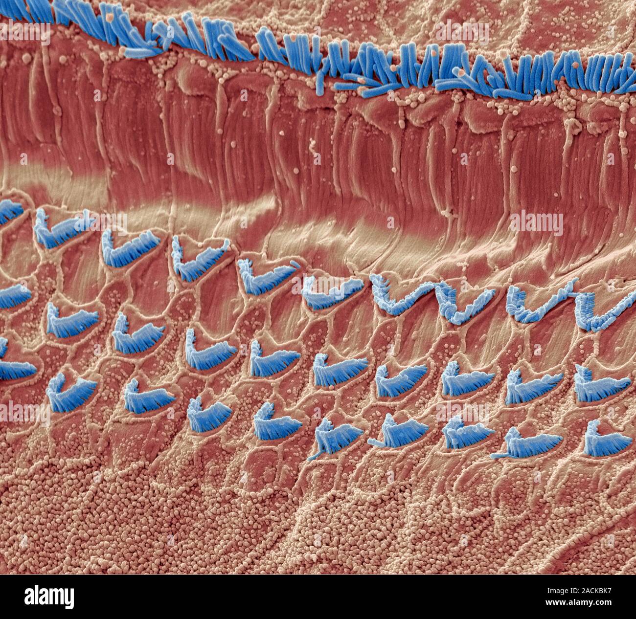 Inner ear hair cells. Coloured scanning electron micrograph (SEM ...