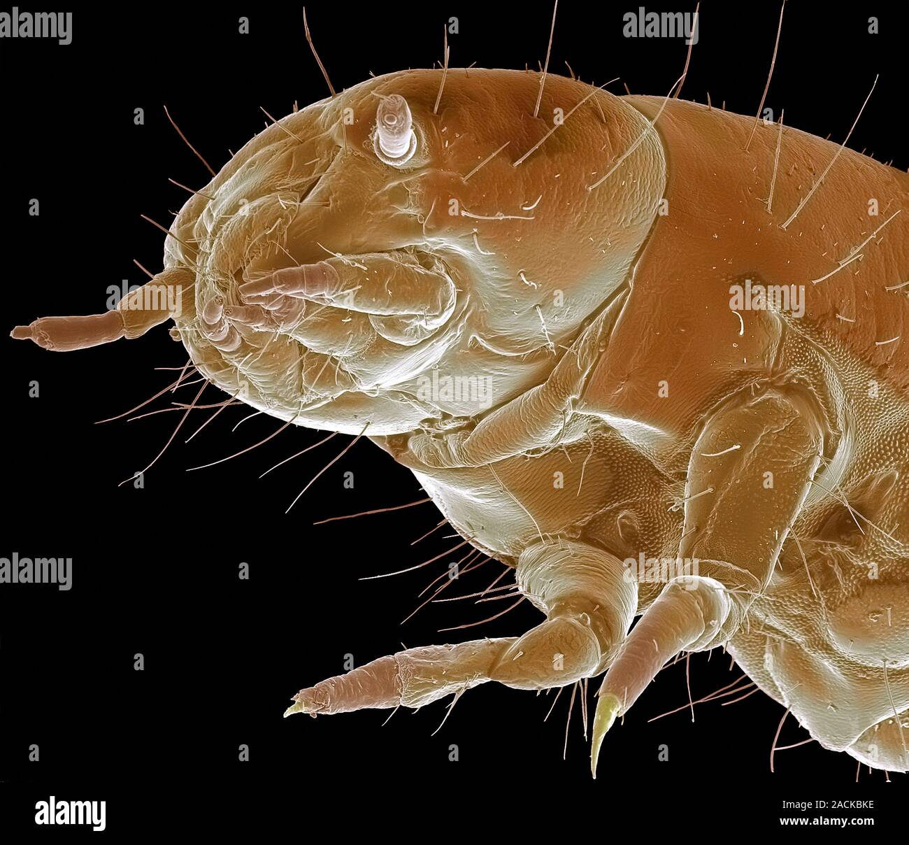 Flour beetle larva, coloured scanning electron micrograph (SEM). Flour ...