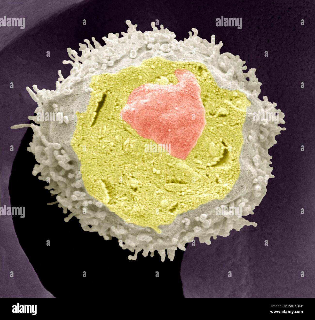Lymphocyte white blood cell. Coloured scanning electron micrograph (SEM ...