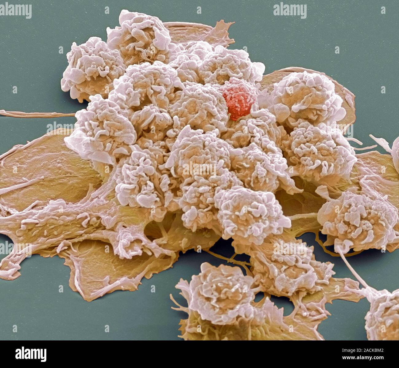 Macrophages. Coloured scanning electron micrograph (SEM) of macrophage white blood cells ...