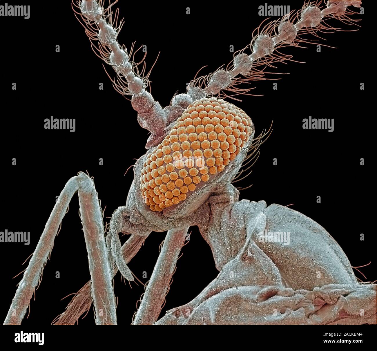 Midge head. Coloured scanning electron micrograph (SEM) of the head of ...