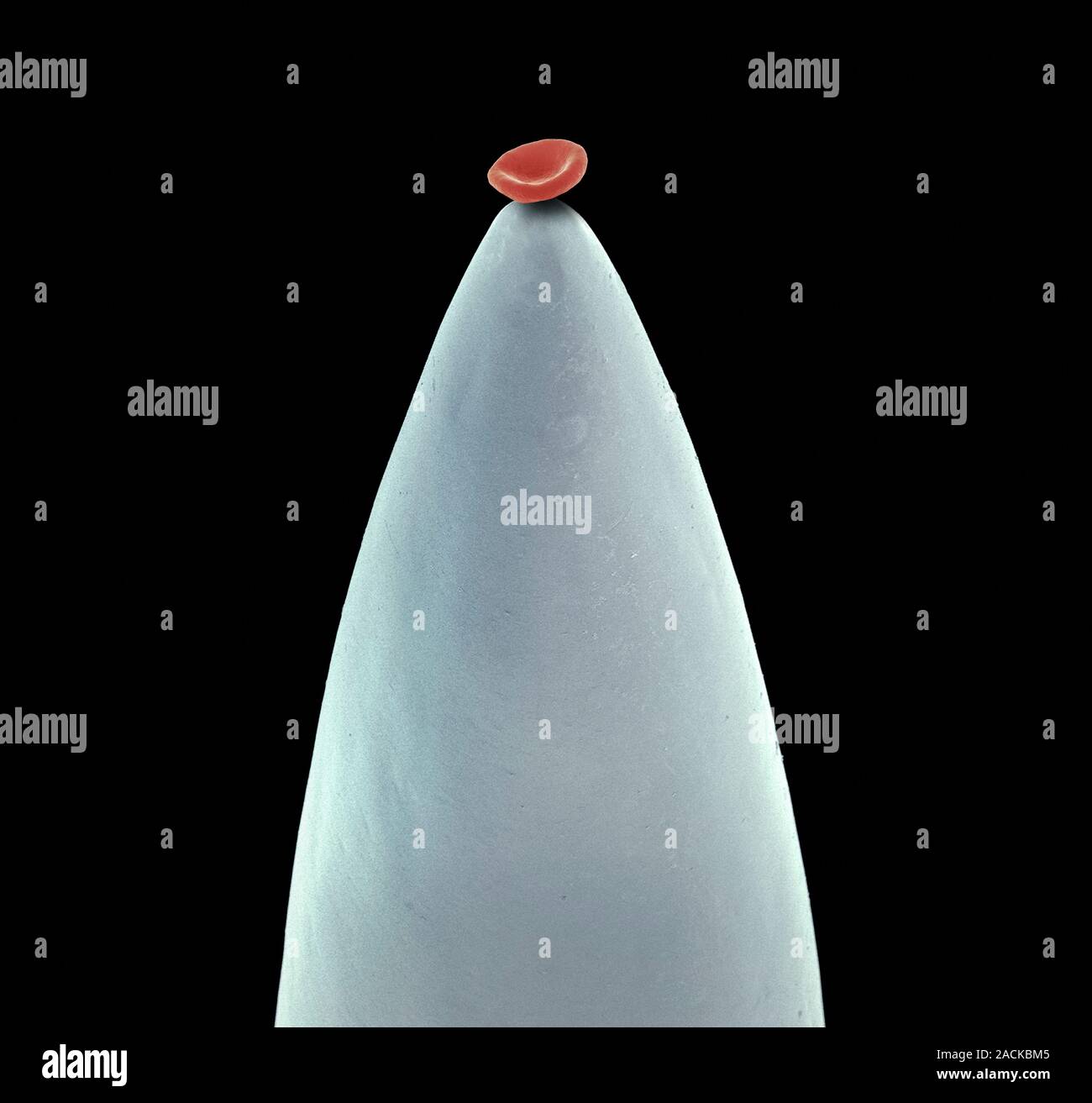 Red blood cell on a needle, coloured scanning electron micrograph (SEM ...