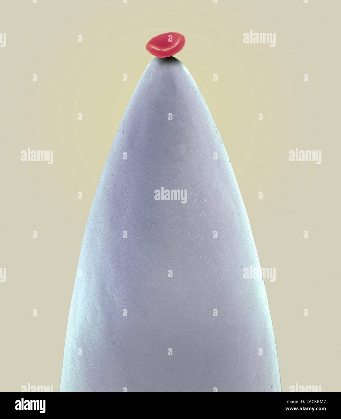 Red blood cell on a needle, coloured scanning electron micrograph (SEM ...