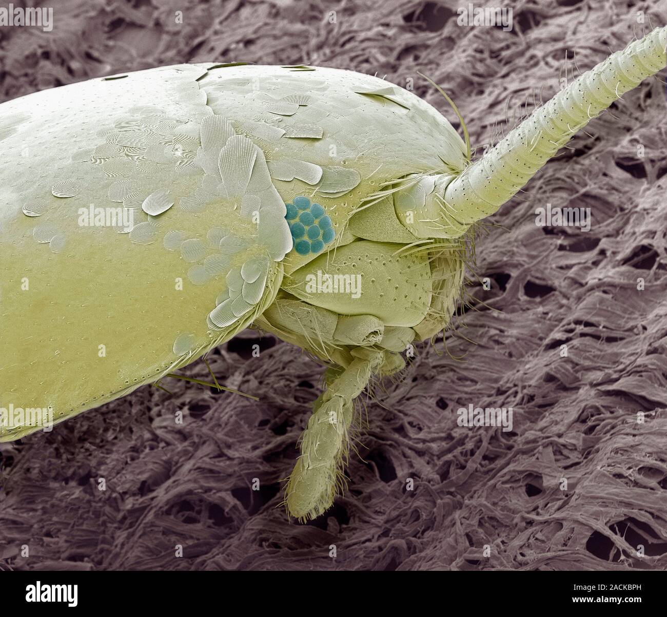 Silverfish. Coloured scanning electron micrograph (SEM) of a silverfish ...