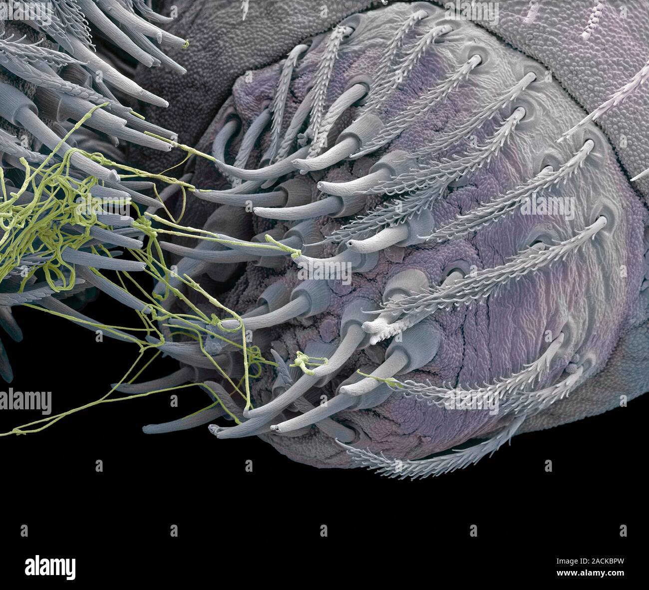 Spider spinneret. Coloured scanning electron micrograph (SEM) of the ...