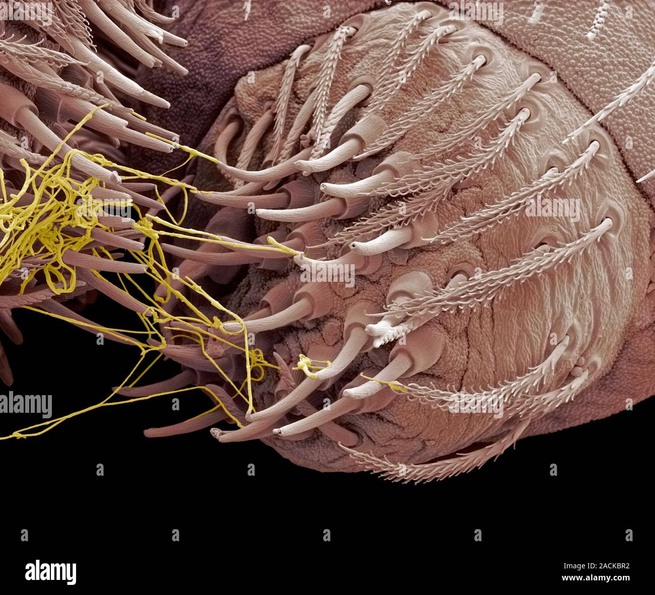 Spider spinneret. Coloured scanning electron micrograph (SEM) of the ...