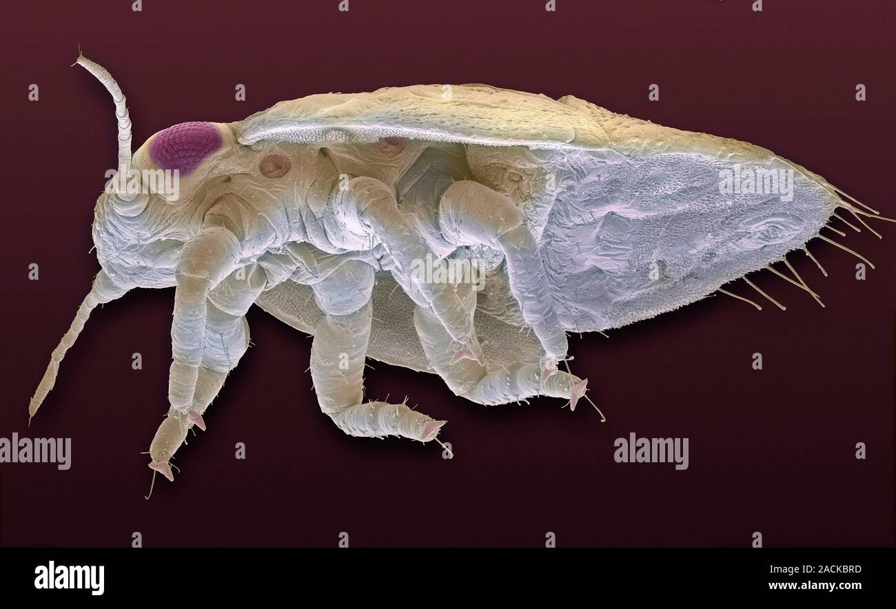 Tortoise beetle. Coloured scanning electron micrograph (SEM) showing ...