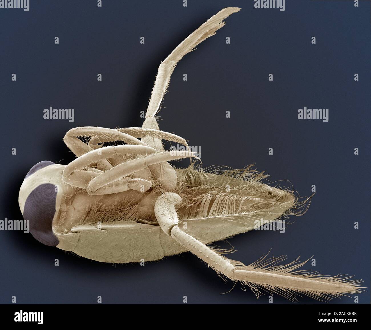 Water boatman. Coloured scanning electron micrograph (SEM) showing the ...