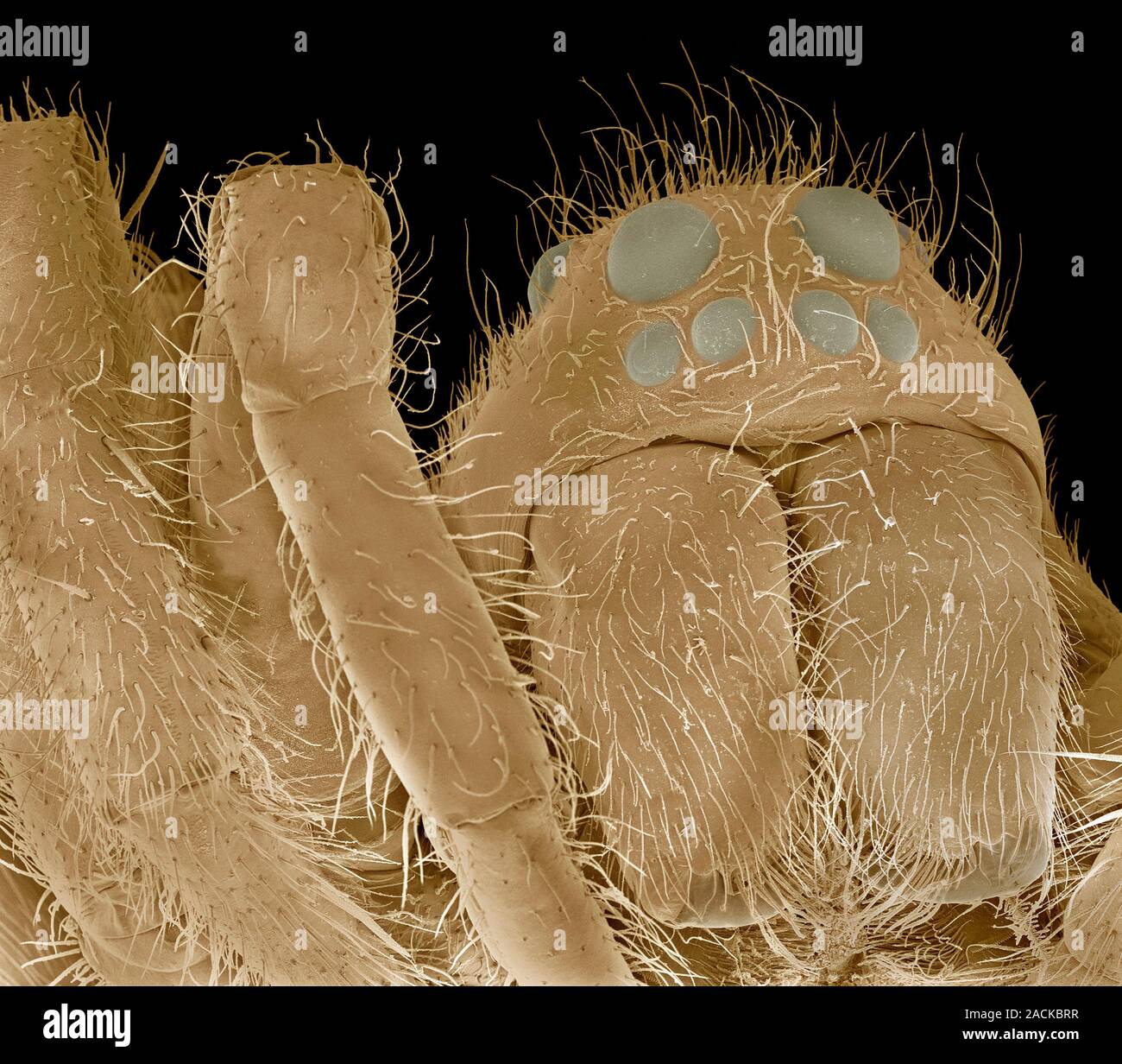 Water spider. Coloured scanning electron micrograph (SEM) of the head ...