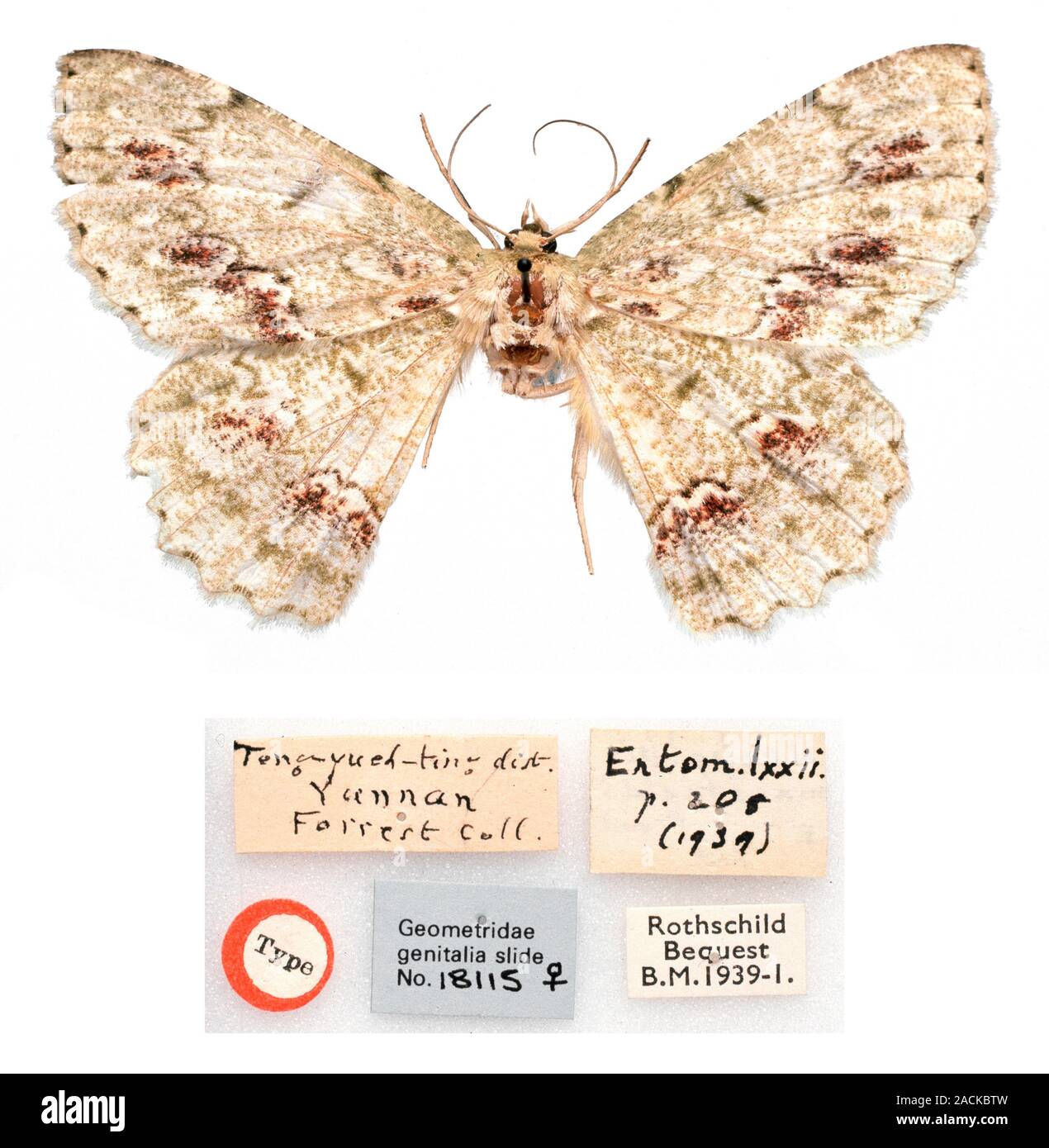 Herochroma mansfieldi moth specimen. Collected in Borneo Stock Photo ...