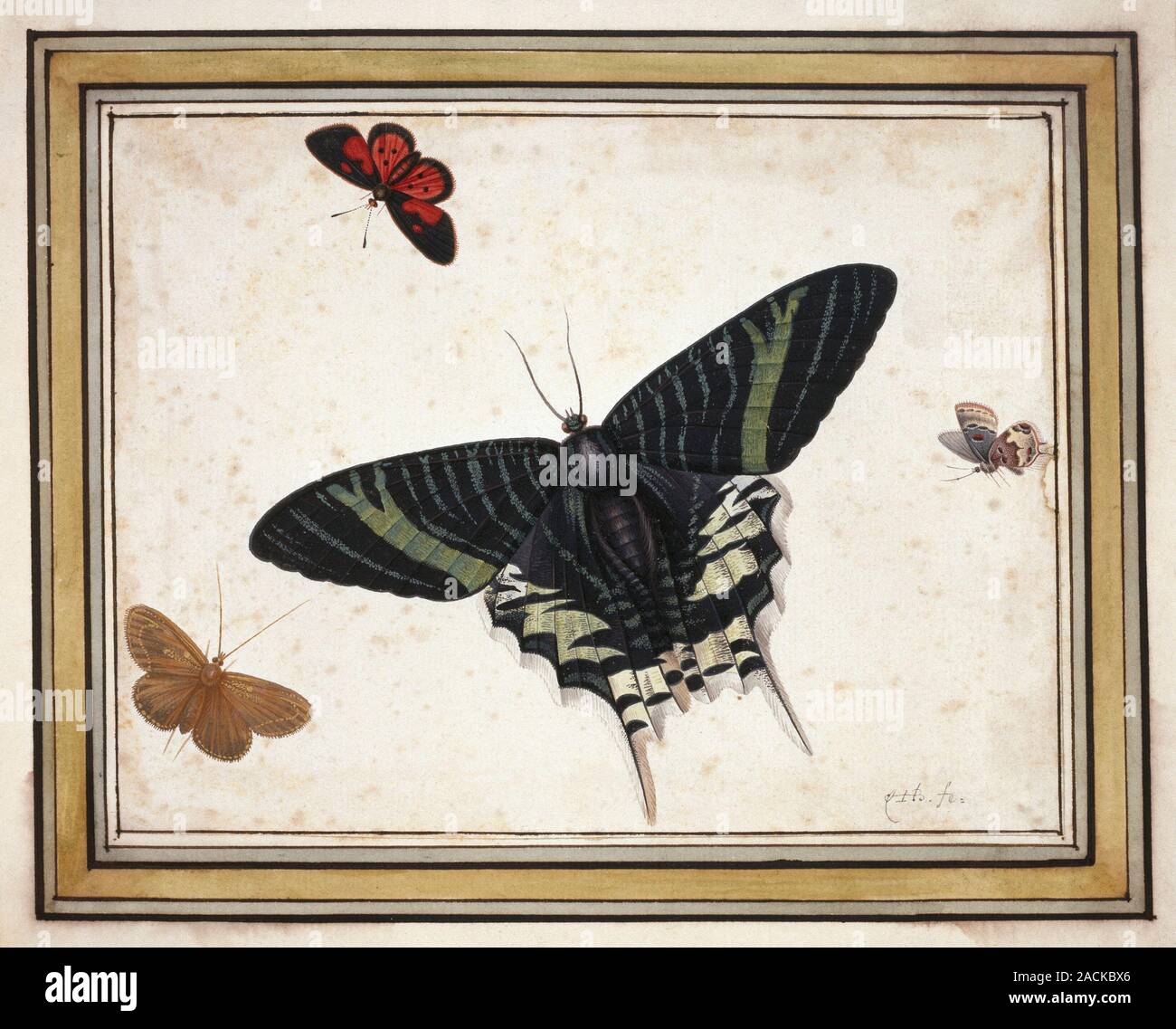 Butterflie. Illustration from '298 water-colour drawings of insects and ...