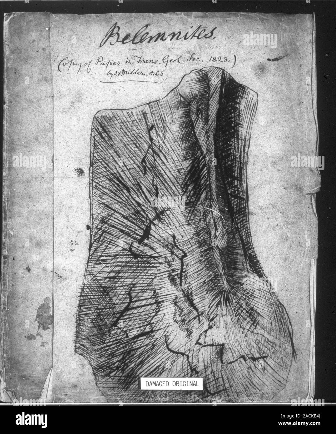 Belemnite fossil, artwork. This extinct cephalopod lived between the ...