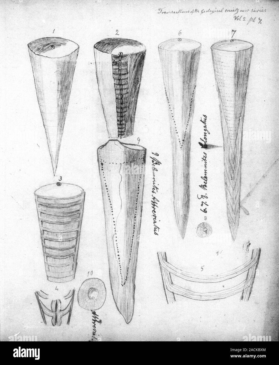 Belemnite fossils, artwork. This extinct cephalopod lived between the ...