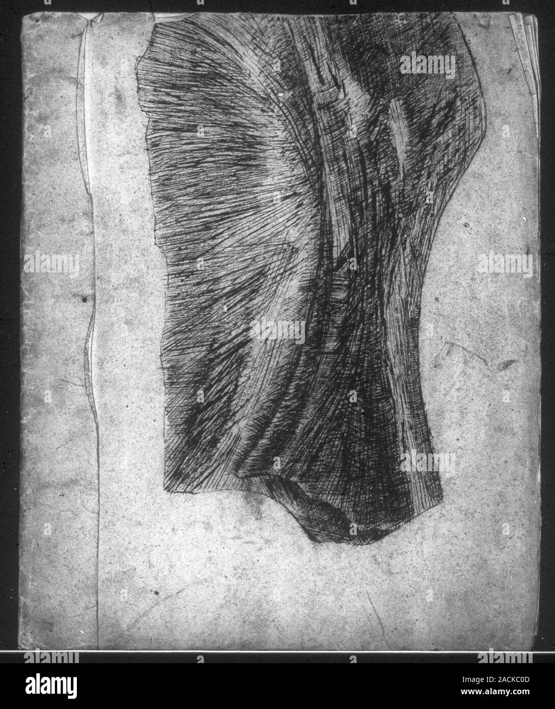 Belemnite fossil, artwork. This extinct cephalopod lived between the ...