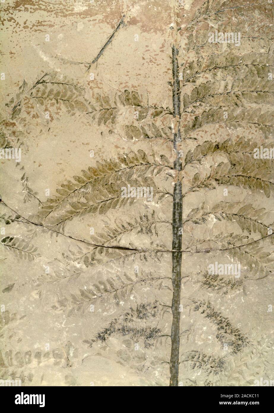 Archaeopteris hibernica fossil frond. This extinct progymnosperm is ...