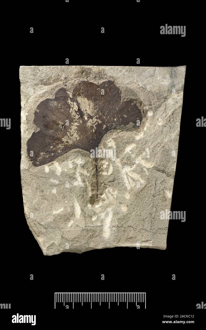 Maidenhair tree (Ginkgo gardneri) fossil leaf, from Ardtun Head, Isle ...