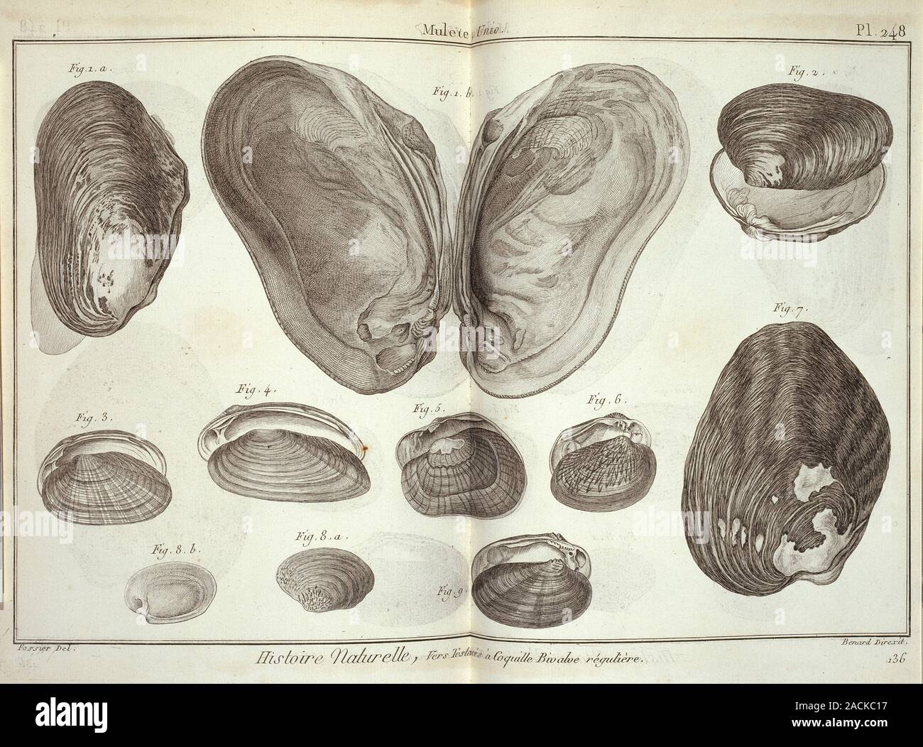 Bivalve molluscs. Illustration from 'Encyclopedie Methodique, Histoire ...