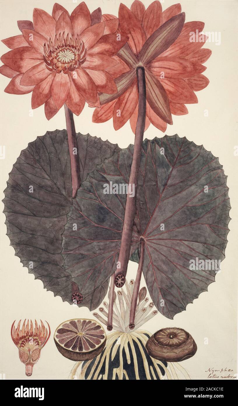 Red Indian water lily (Nymphaea rubra). Illustration from the Fleming ...