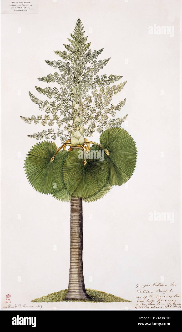 Tara palm (Corypha taliera). Illustration from the Fleming Indian ...