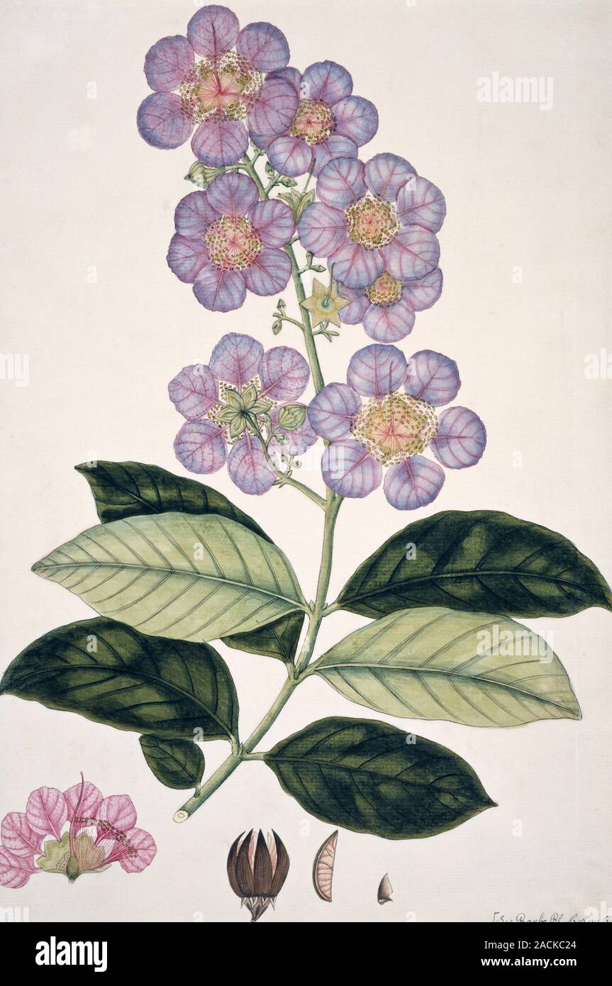 Plant illustration from the Fleming Collection of Indian Drawings, 1800 ...