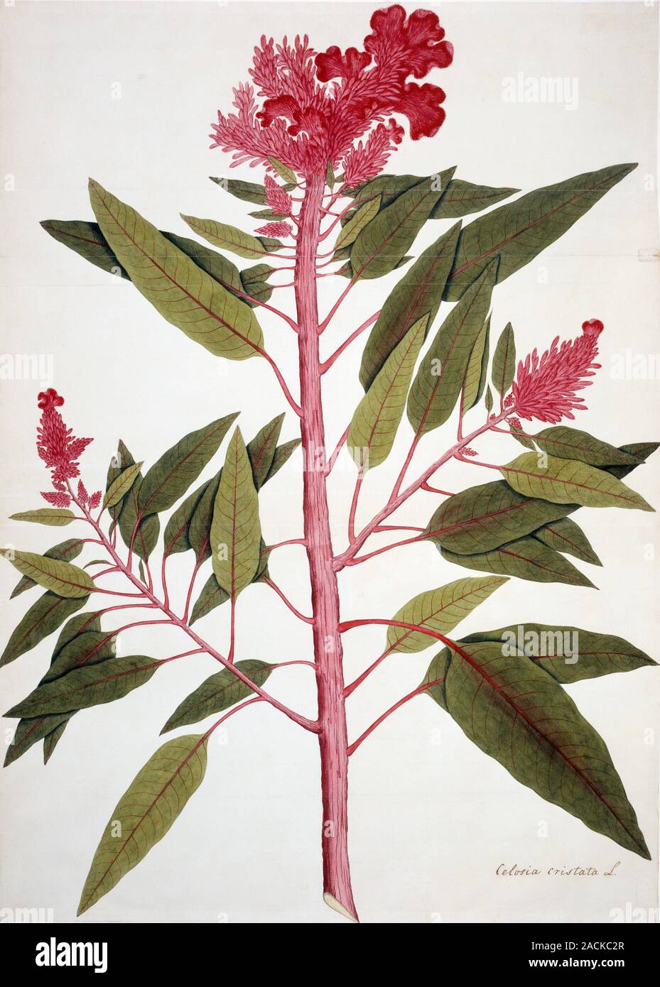 Cockscomb (Celosia cristata). Illustration from the Fleming Indian ...