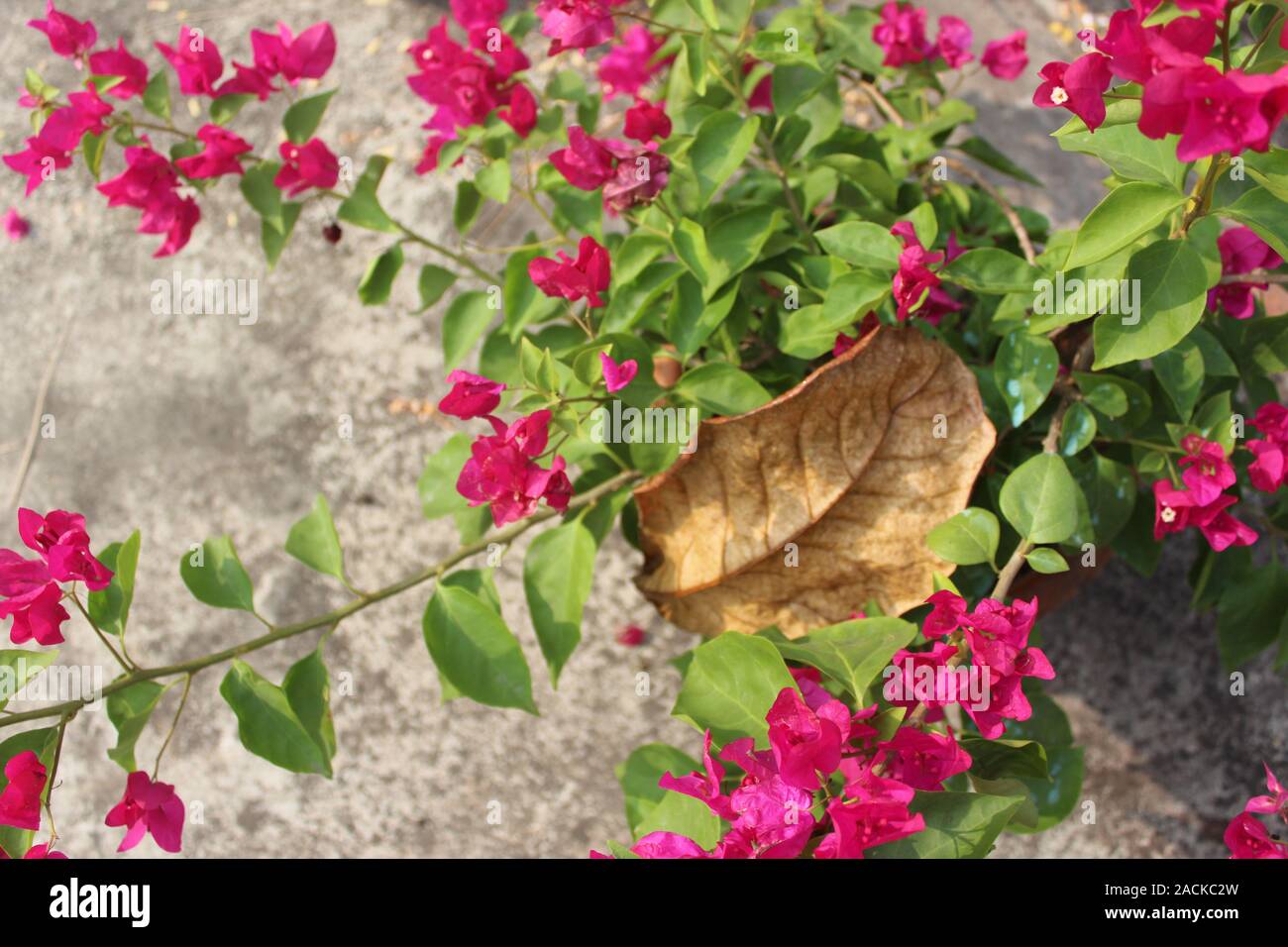 Pre winter hi-res stock photography and images - Alamy