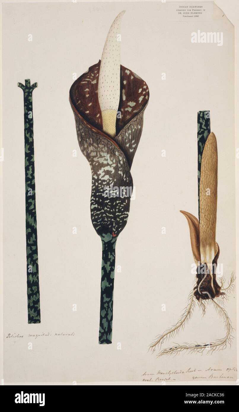Aroid lily (Amorphophallus muelleri).Illustration from the Fleming Indian Drawings Collection ...