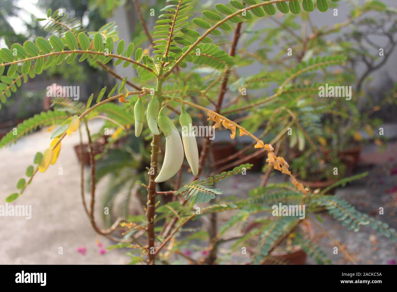 Pre-winter season in bengal Stock Photo - Alamy
