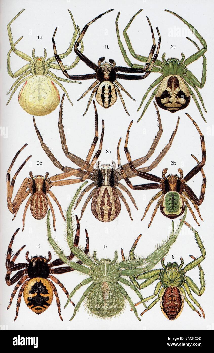 Spiders of Britain and Northern Europe. This artwork is part of a ...