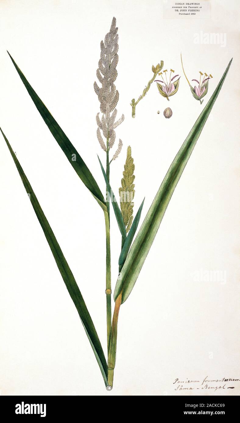 Barnyard grass (Panicum frumentaceum). Illustration from the Fleming ...