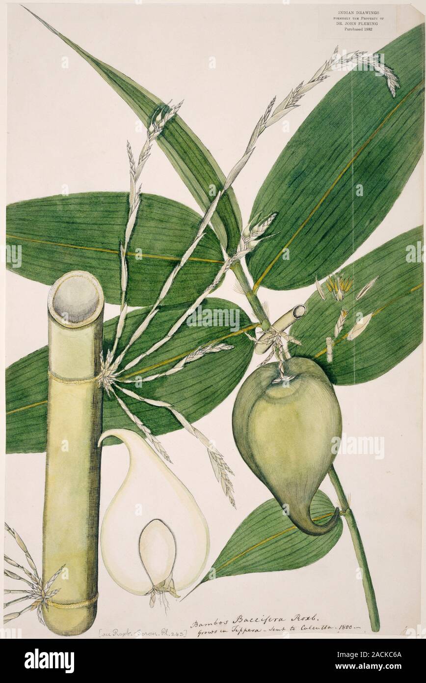 Berry bamboo (Melocanna baccifera). Illustration from the Fleming ...